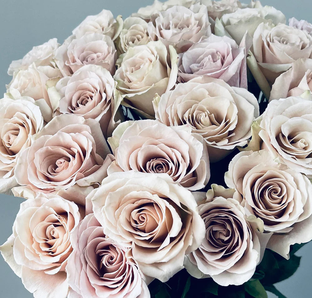 Roses – Proper Petals | Dallas Florist | Flowers In Dallas